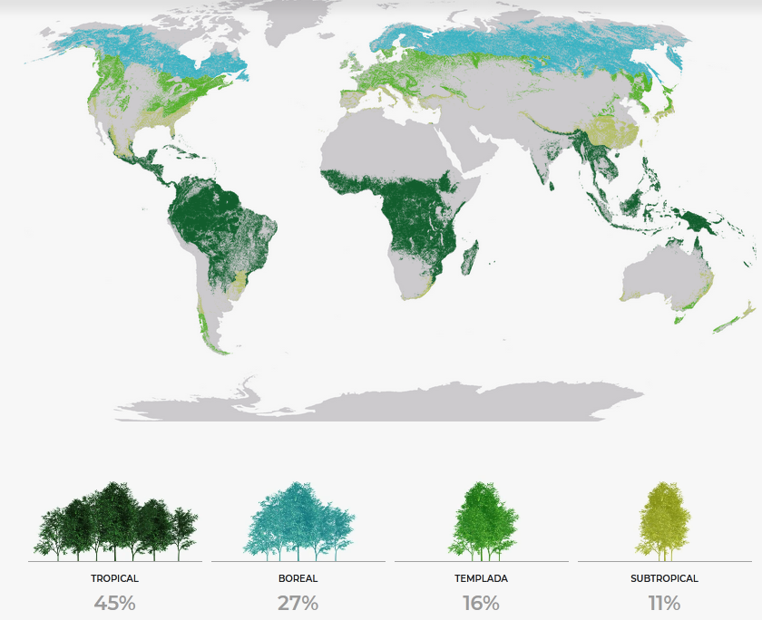 Mapa De Bosques De Coníferas