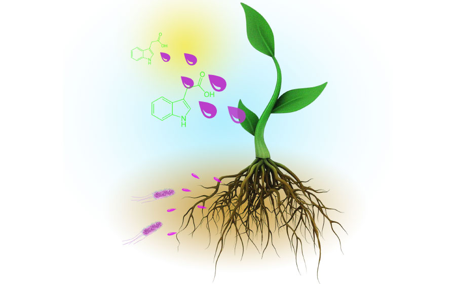 Desarrollo Embrionario Vegetal by Paula Camila - Infogram