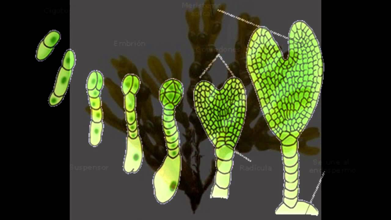 Desarrollo Embrionario Vegetal by Paula Camila - Infogram