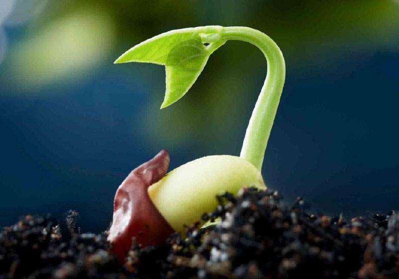 Desarrollo Embrionario Vegetal by Paula Camila - Infogram