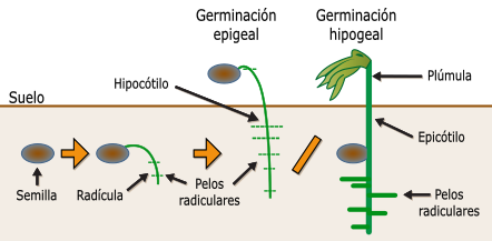 Desarrollo Embrionario Vegetal by Paula Camila - Infogram