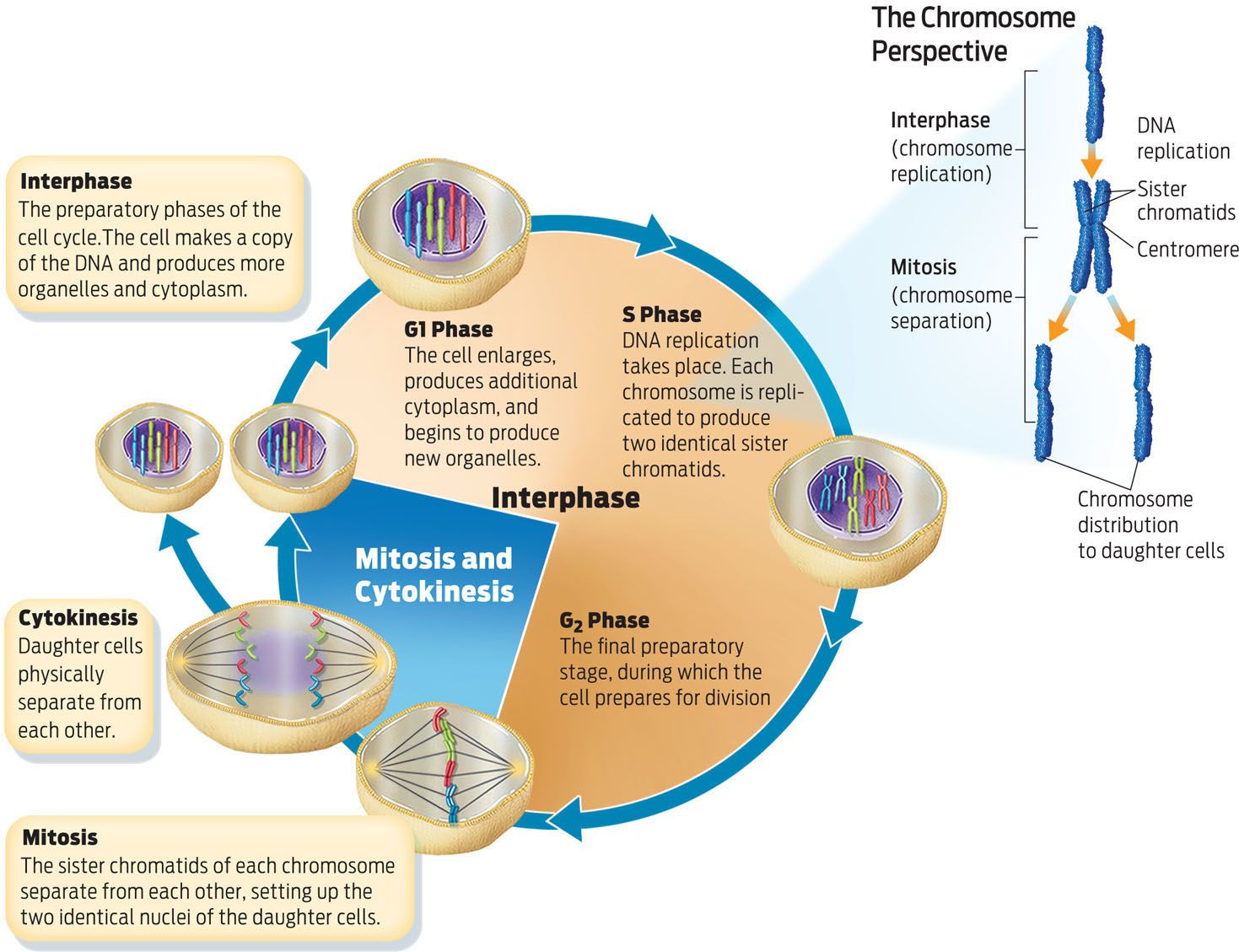 Interphase G1 Meiosis