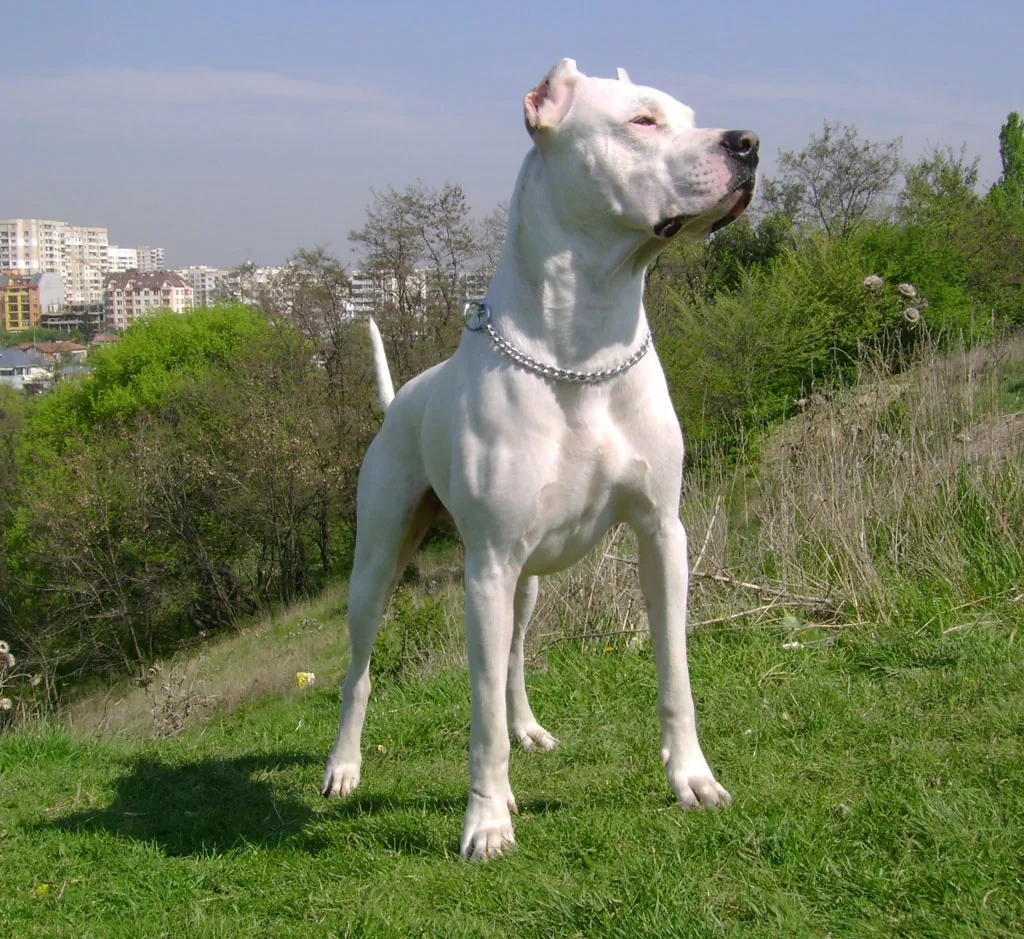 Antecedentes De Dogo Presa Canario Jackal's Old Country Blood