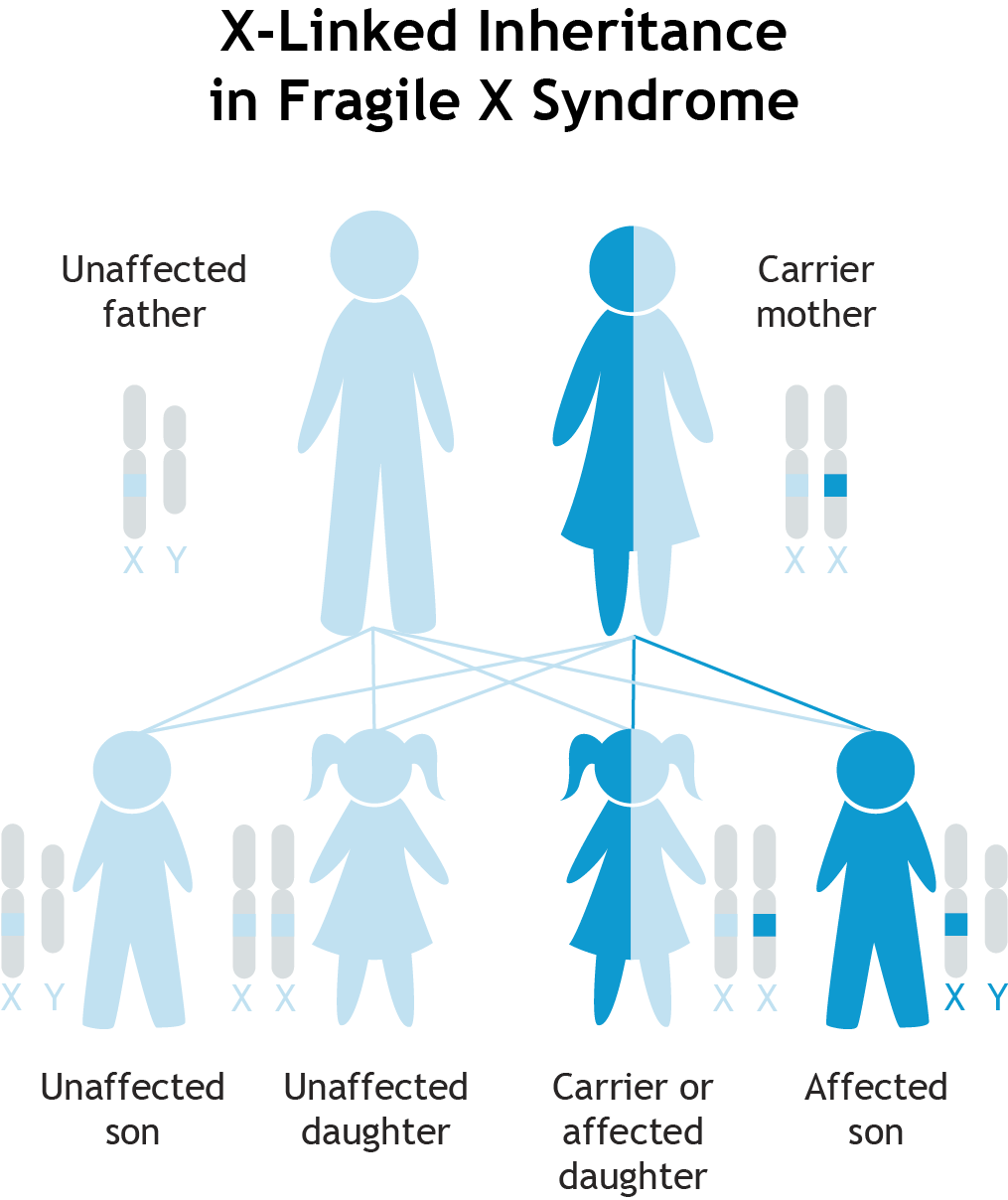 Fragile X Syndrome Inheritance