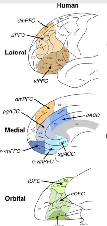 Ventrolateral Prefrontal Cortex Role