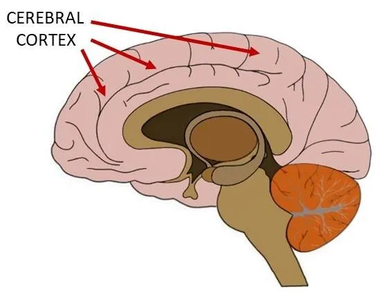Cerebral Cortex infographic by Bill Zempher - Infogram