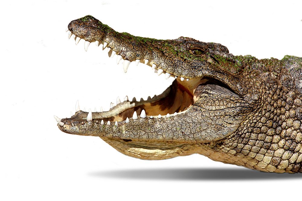 Cassius Clay Crocodile