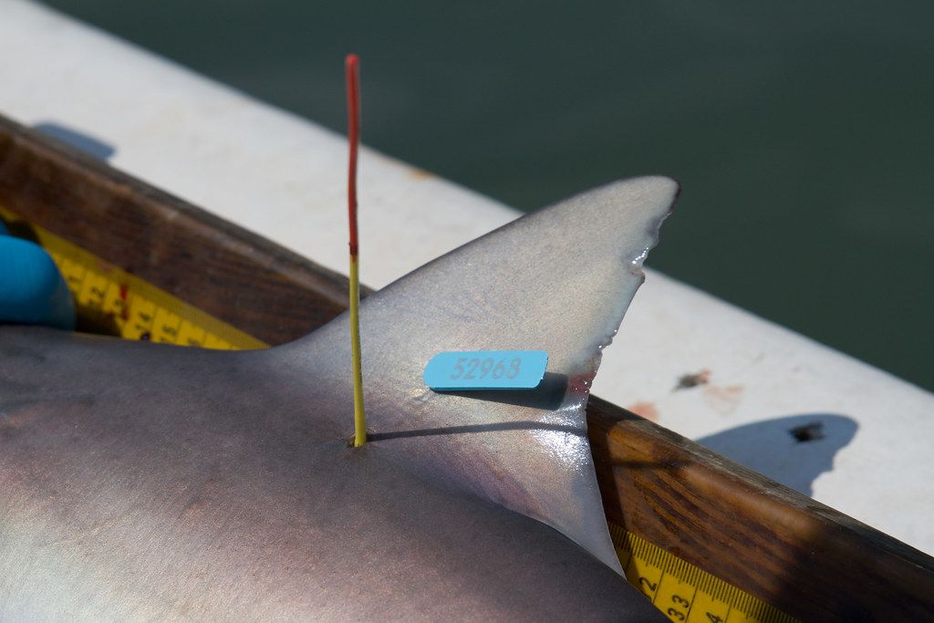 2023 COASTSPAN Chesapeake Bay by Debra Gauthier - Infogram