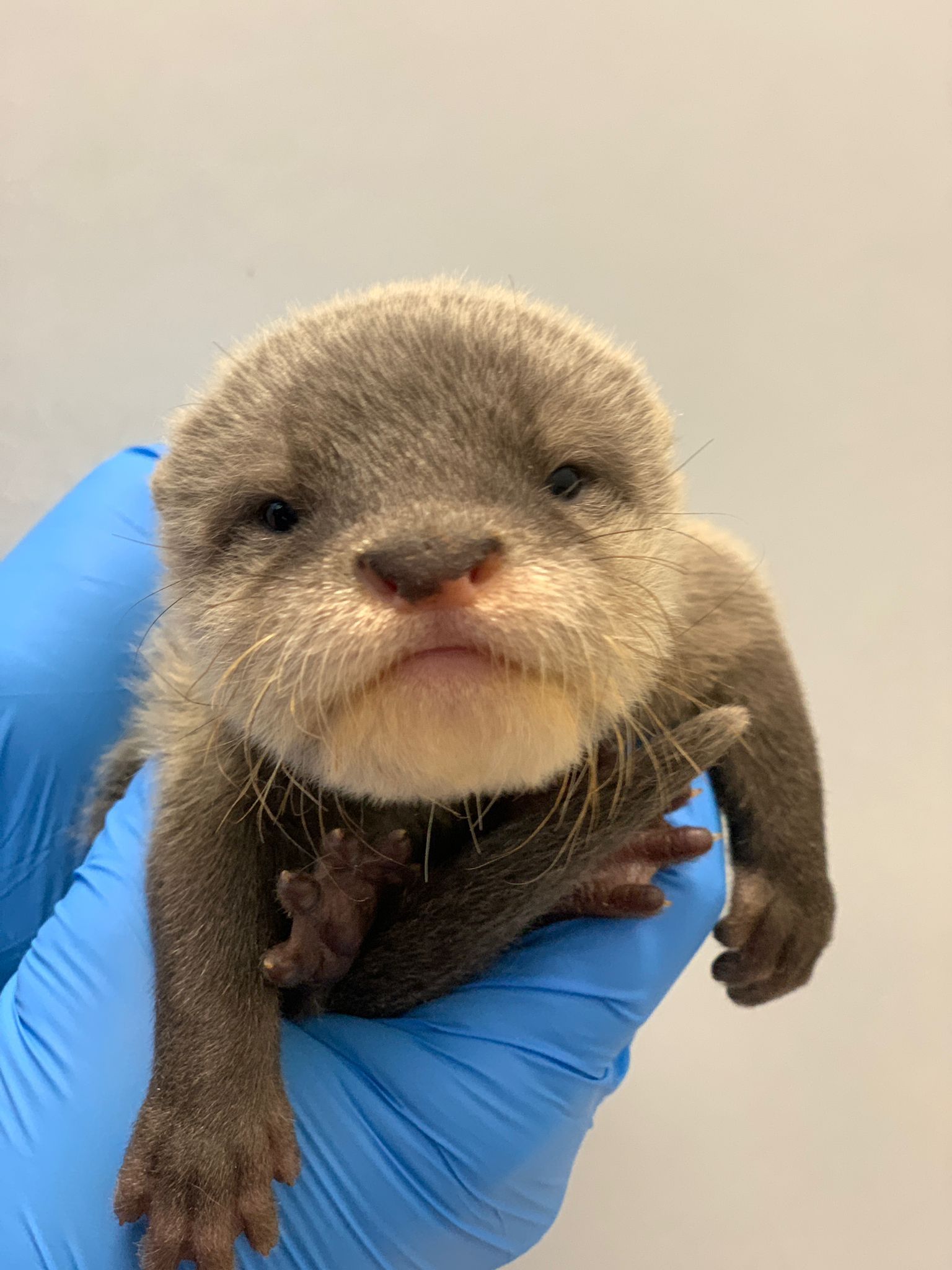 Otter Sets Viking Celebrates 50th Series 400 Twin Otter Skies Mag