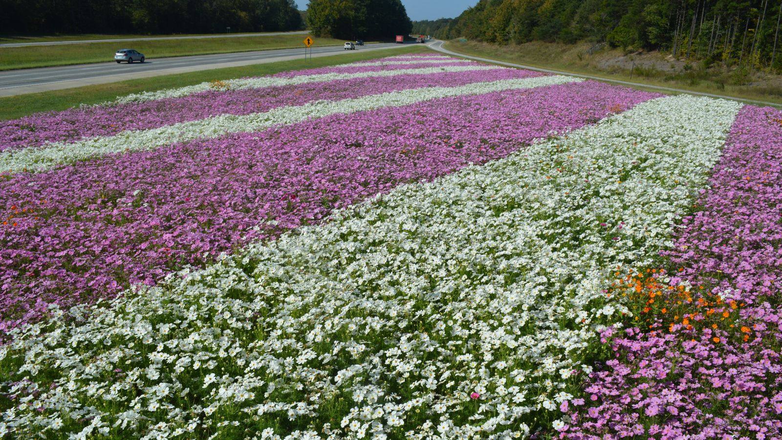 Roadside Flowers Of North Carolina Blooms On The Parkway Blue Ridge