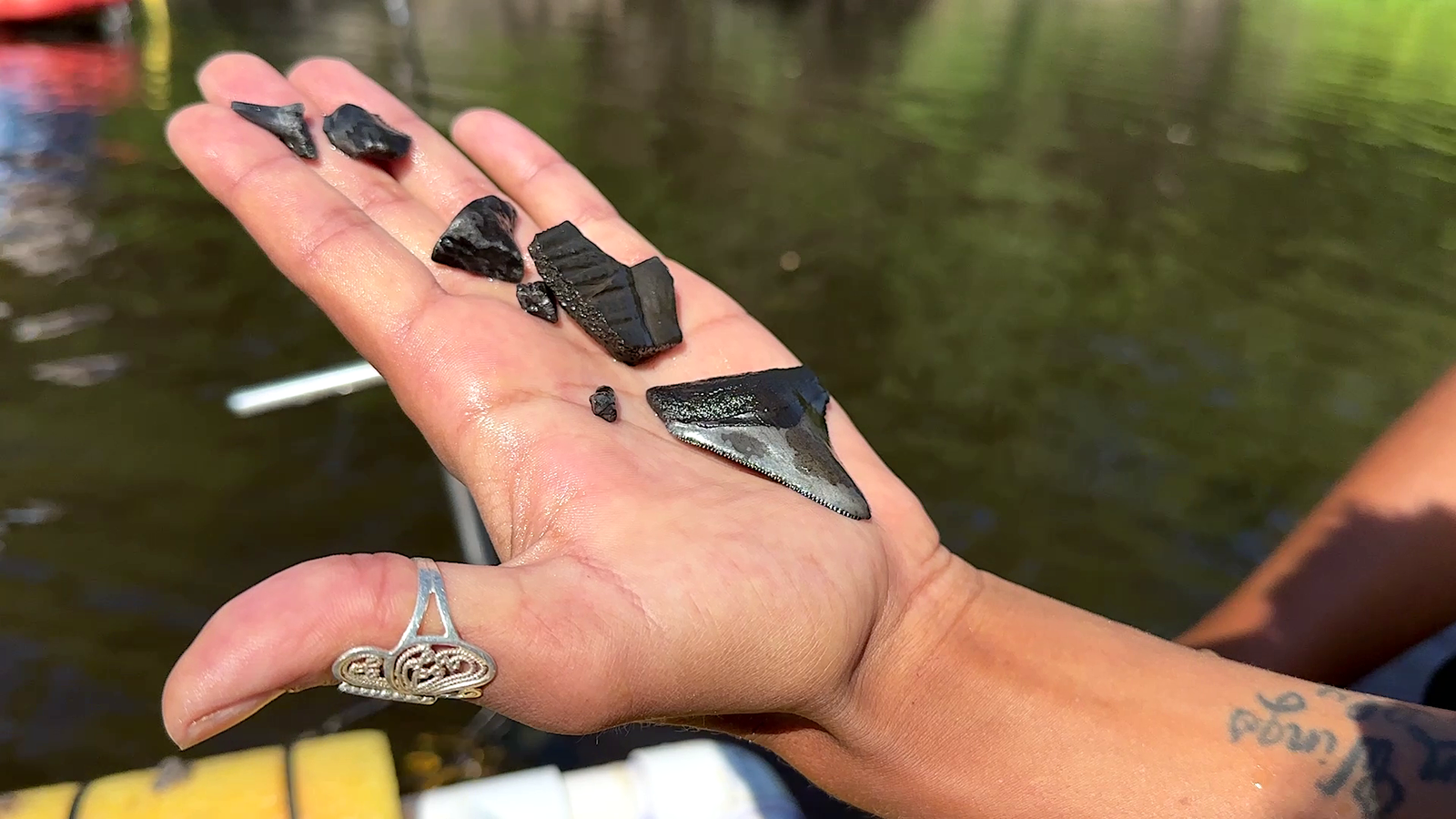 Manatee River Shark Teeth