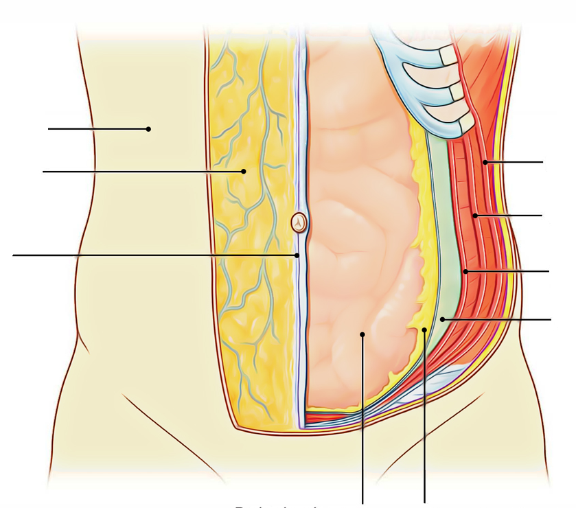 periton karın zarı nedir by Onder Kirca - Infogram