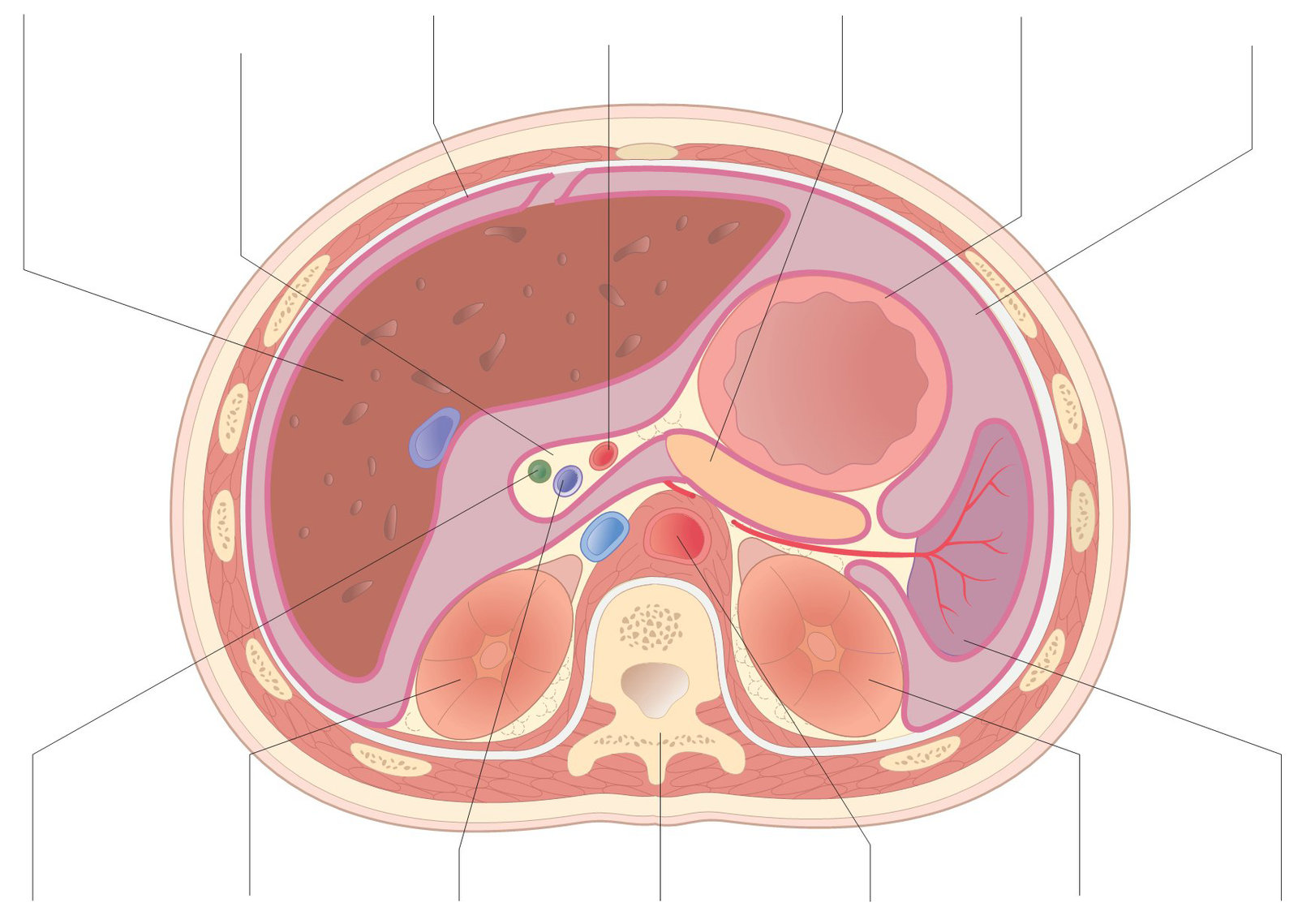 periton karın zarı nedir by Onder Kirca - Infogram