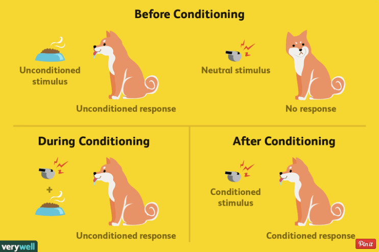 Pavlovs Dog Diagram Principle Of Conditioning: Definition