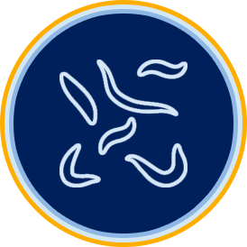Ciclo De Vida Da Filariose Linfatica