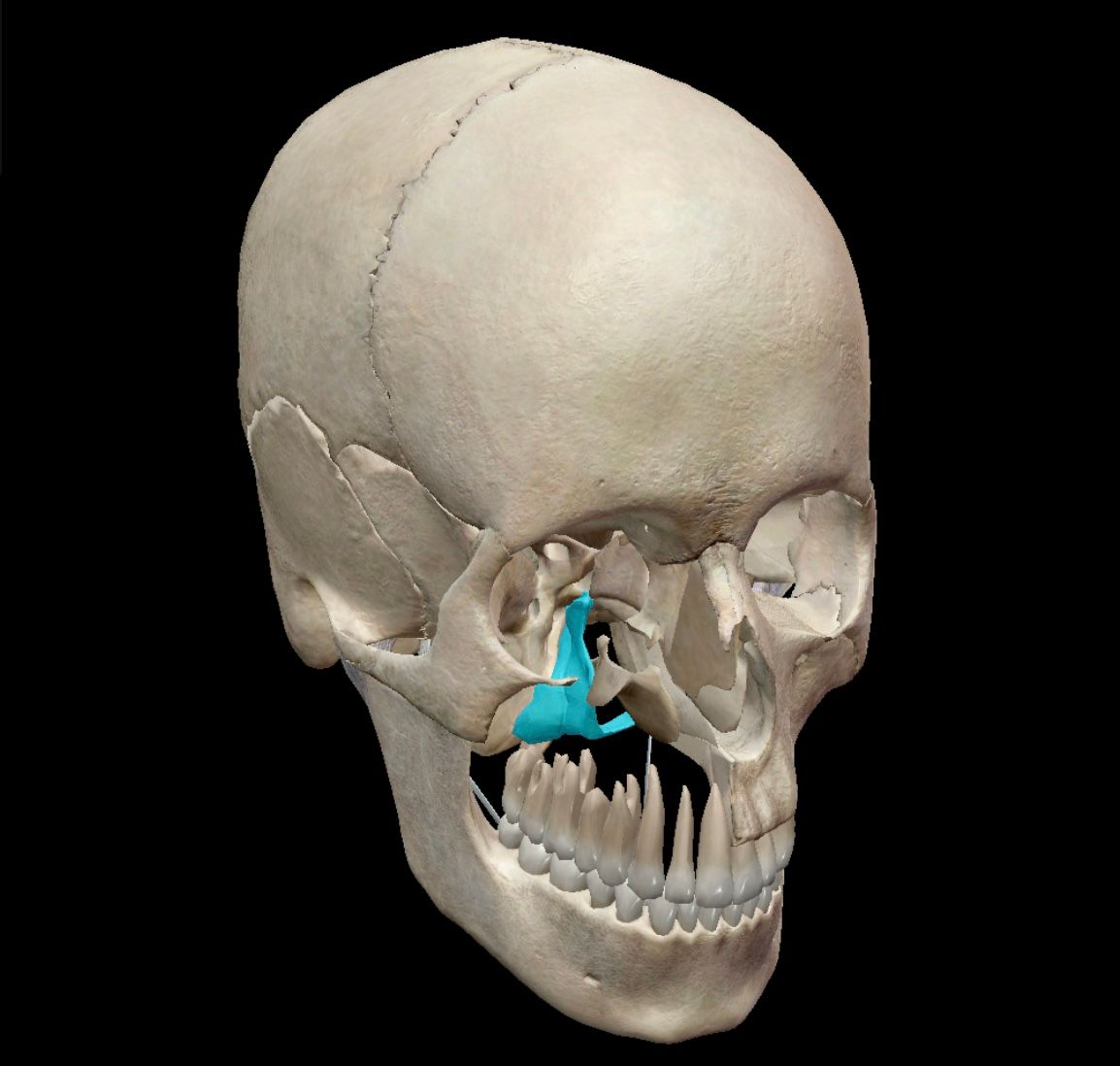 hueso palatino by Vanessa Somoza - Infogram