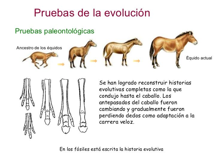 La evolución del caballo by ARANTZA CAROLINA ZEPEDA LOPEZ - Infogram