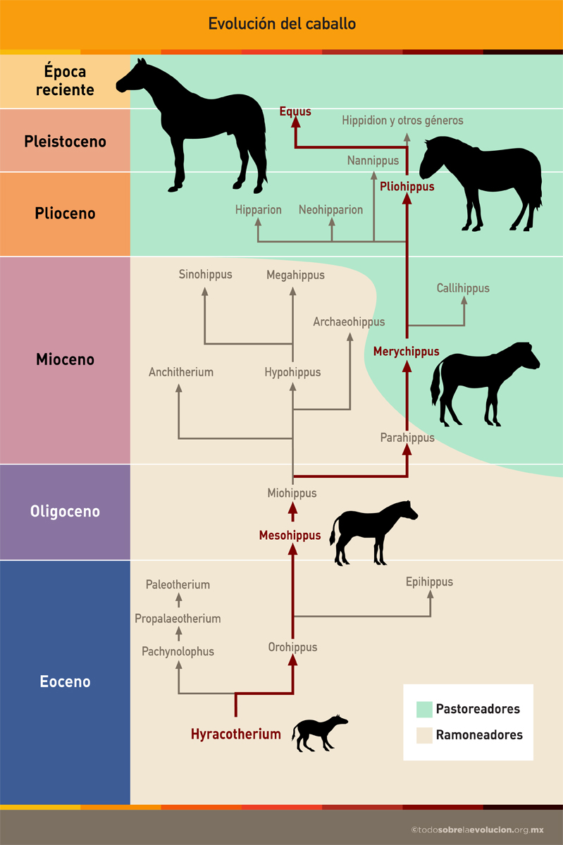 Evolución del caballo by violet s - Infogram