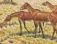 Evolución del caballo by violet s - Infogram