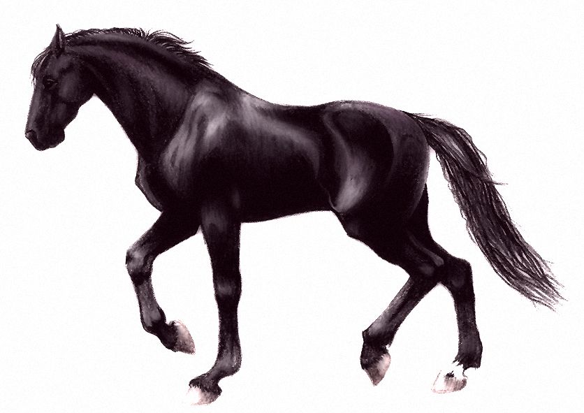 Evolución del caballo by Leonardo CC - Infogram