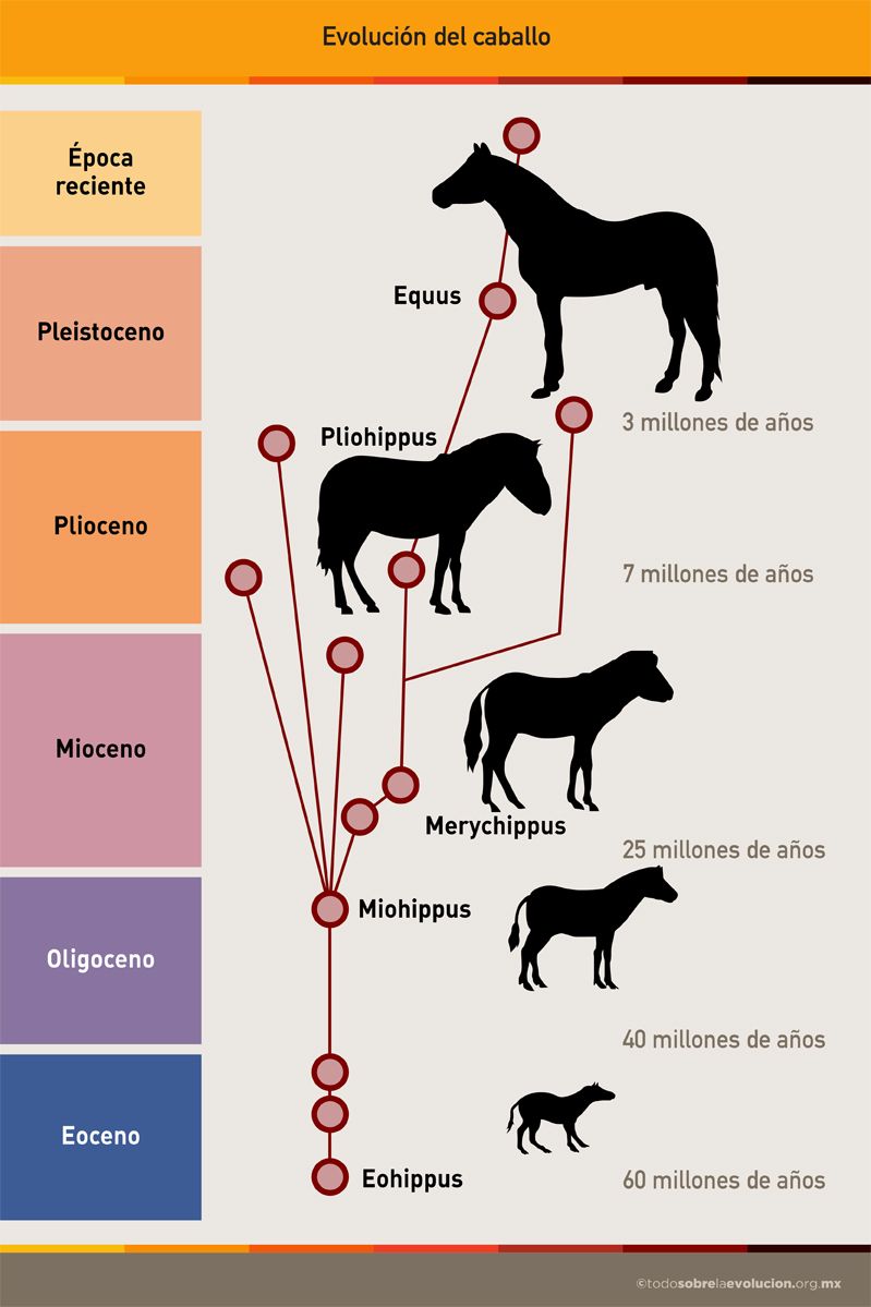 Evolucin Del Caballo