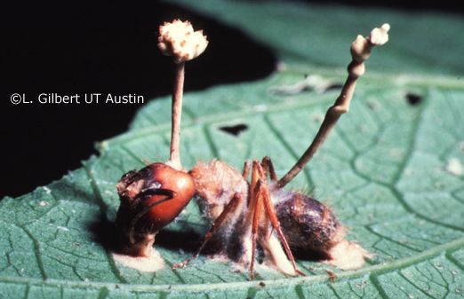 Cordyceps, Ophiocordyceps unilateralis by Kevin Rodríguez - Infogram