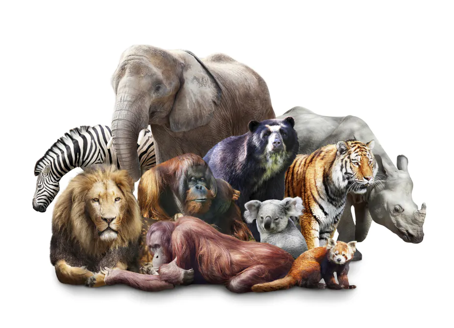 Animal Kingdom Infographic - mammalia by Lorena Fu - Infogram