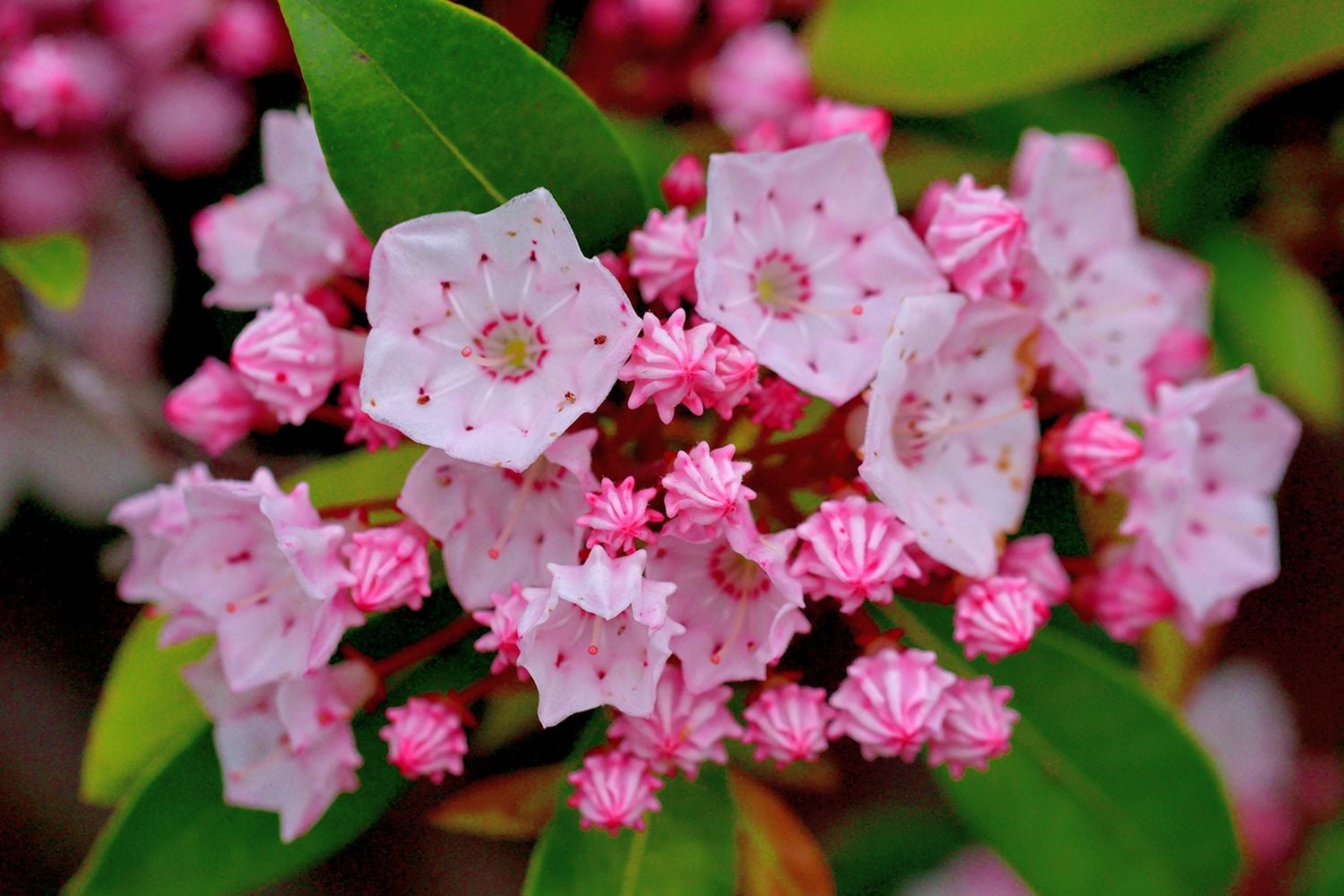 Pennsylvania State Tree Name