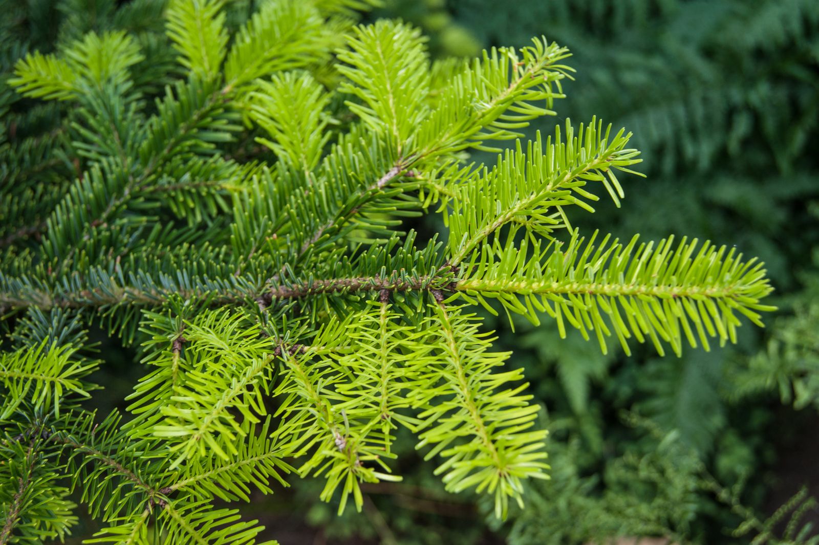 Pennsylvania State Tree Hemlock