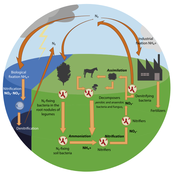 Biogeochemical Cycles