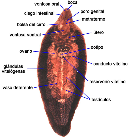 Los Trematodos by Leidy Gonzalez - Infogram
