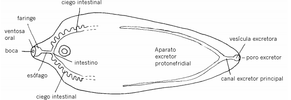 Los Trematodos by Leidy Gonzalez - Infogram