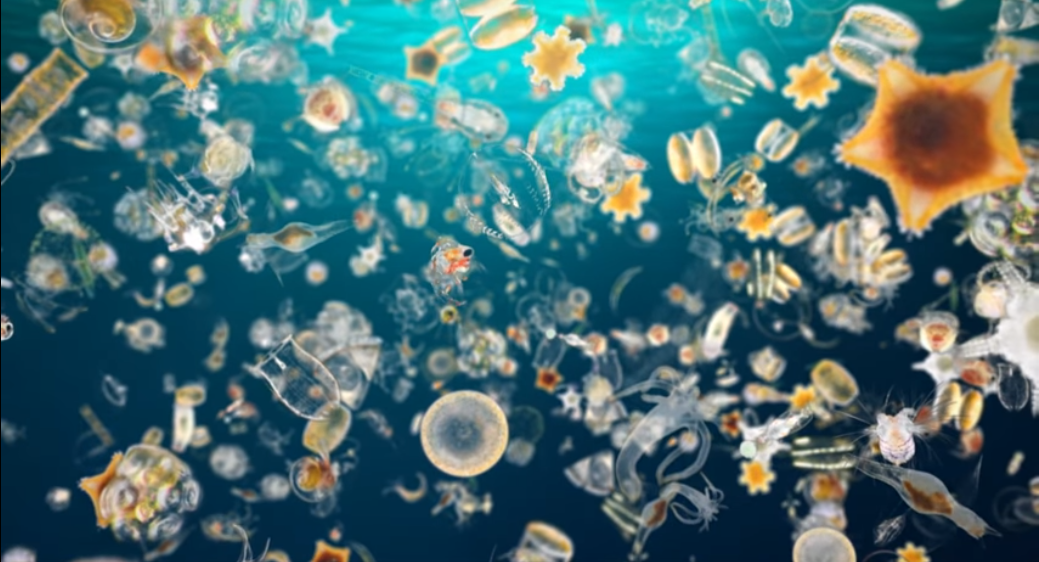 The Great Barrier Reef Food Web by Jonathan Chambers - Infogram