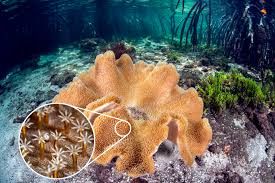 The Great Barrier Reef Food Web by Jonathan Chambers - Infogram