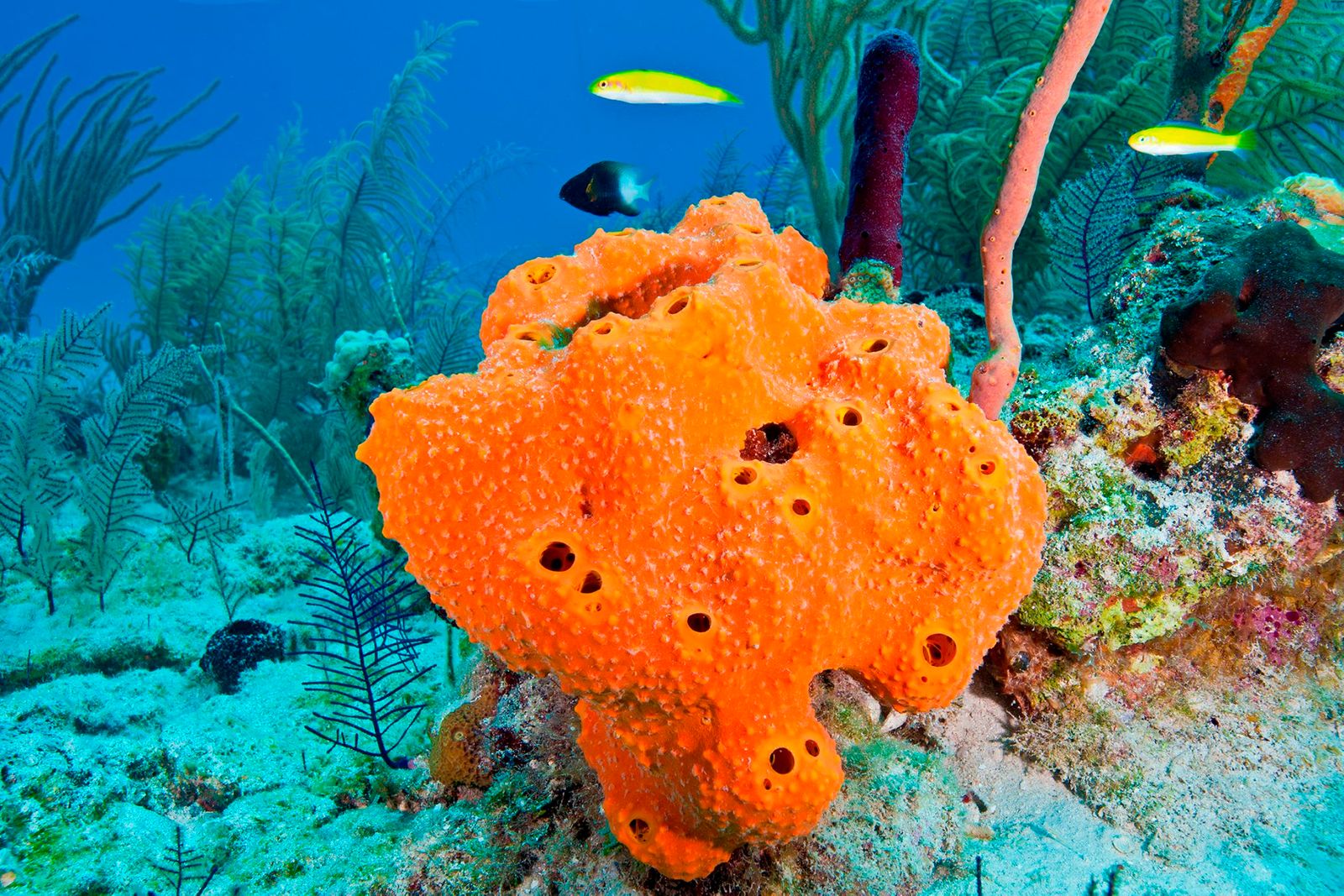 The Great Barrier Reef Food Web by Jonathan Chambers - Infogram