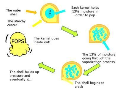 Popcorn Kernel Diagram Popcorn Kernel Drawing Images – Browse 13,036