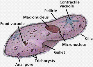 Diagrama De Celulas Protozoarias Reino Protista, Protozoario,