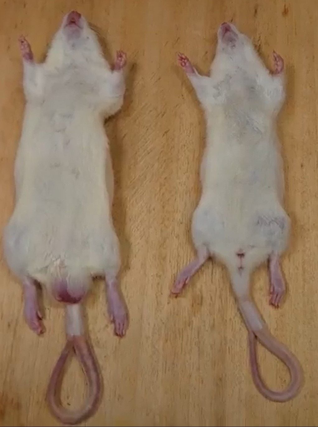 Rat dissection Infographic by Kwan Ngai Yip - Infogram