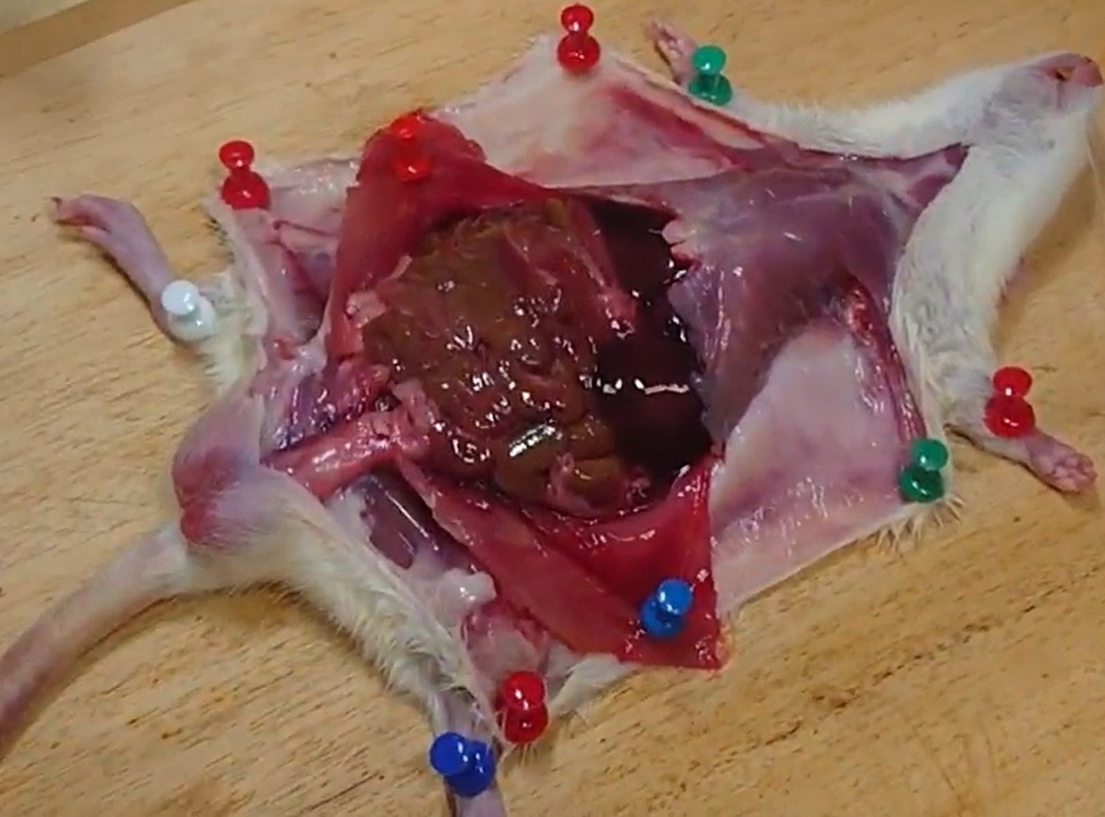 Rat dissection Infographic by Kwan Ngai Yip - Infogram