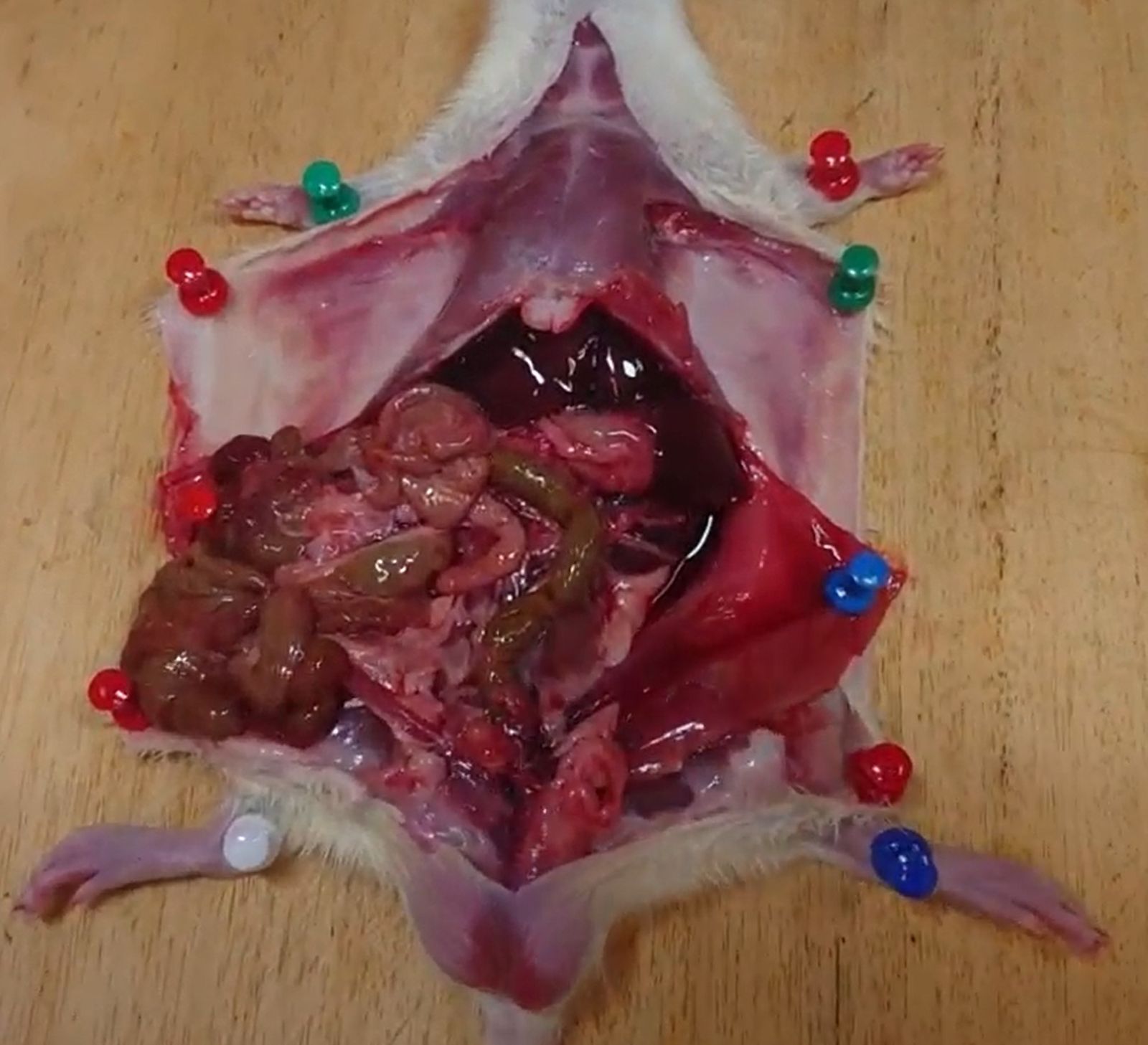 Rat dissection Infographic by Kwan Ngai Yip - Infogram