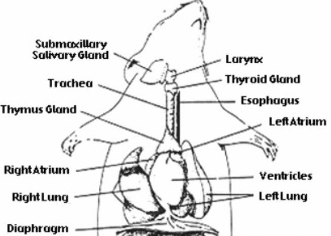 Rat dissection Infographic by Kwan Ngai Yip - Infogram