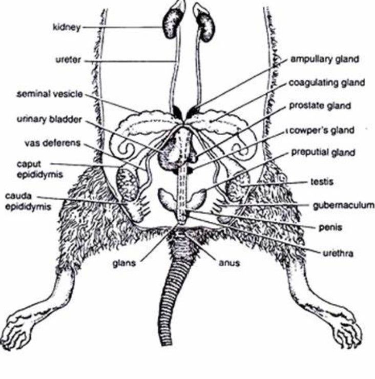 Rat dissection Infographic by Kwan Ngai Yip - Infogram