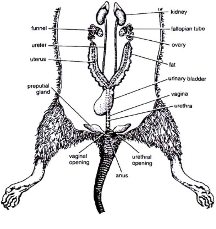 Rat dissection Infographic by Kwan Ngai Yip - Infogram