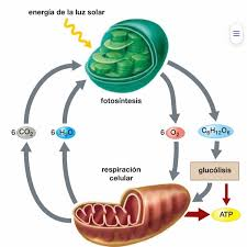 Fotosíntesis Vs Respiración Celular Fotosíntesis Y Respiración
