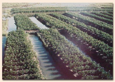 SISTEMAS DE RIEGO Y RECOLECCIÓN DE AGUA EN LAS CULTURAS PRECOLOMBINAS ...