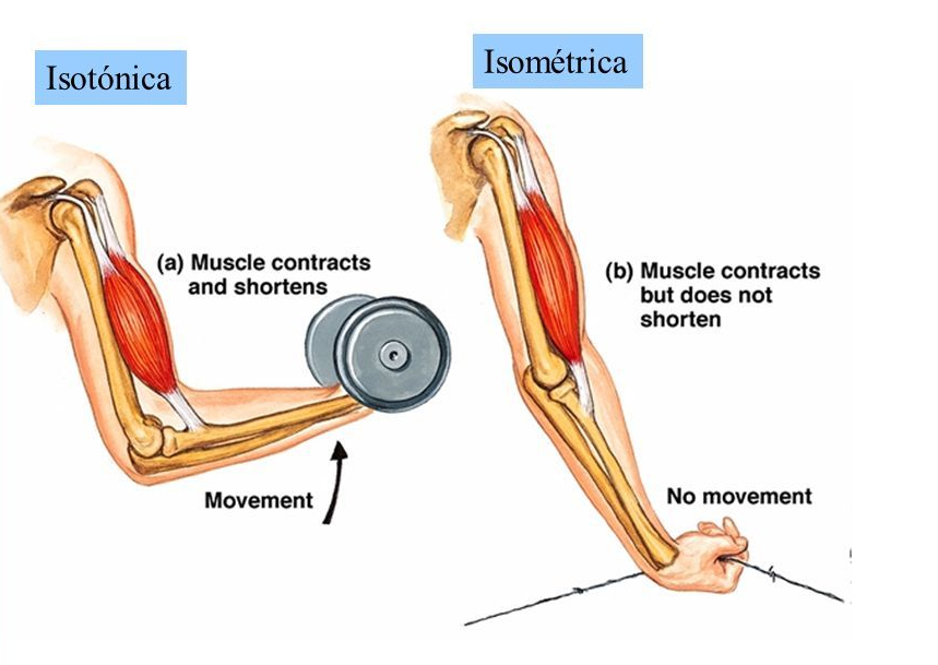 Contracción Concéntrica