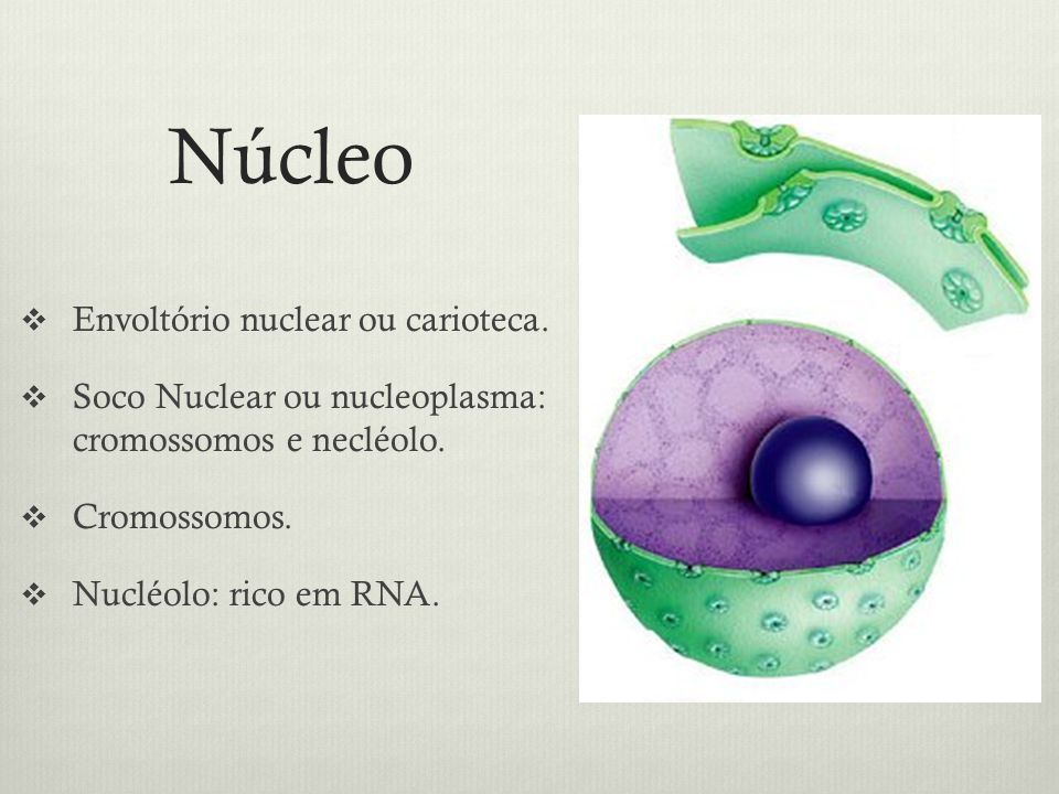 Celula Vegetal De Nucleoplasma