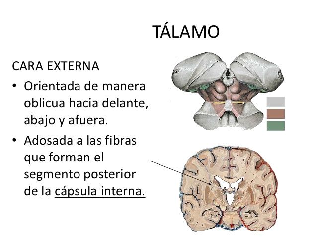Adhesión Intertalámica