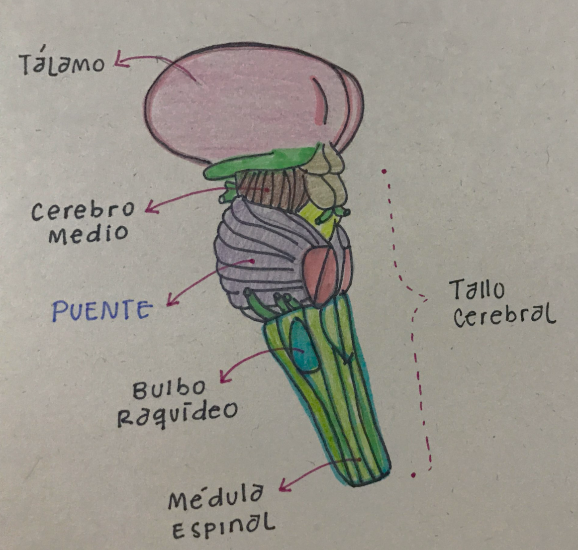 Anatomía Del Puente De Varolio Sistema Nervioso Central Wikipedia,