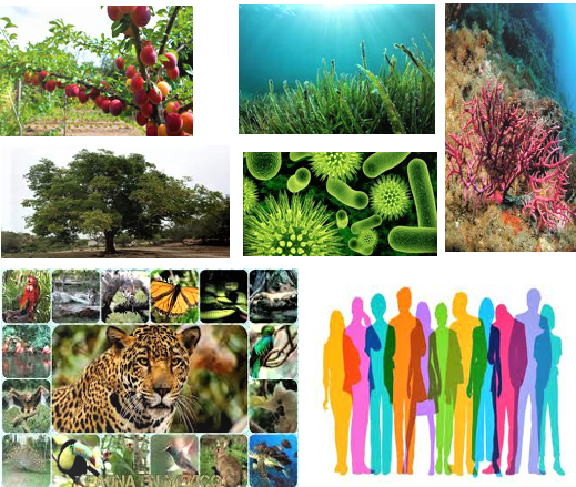 Ecosistemas en Sinaloa by yas fing - Infogram